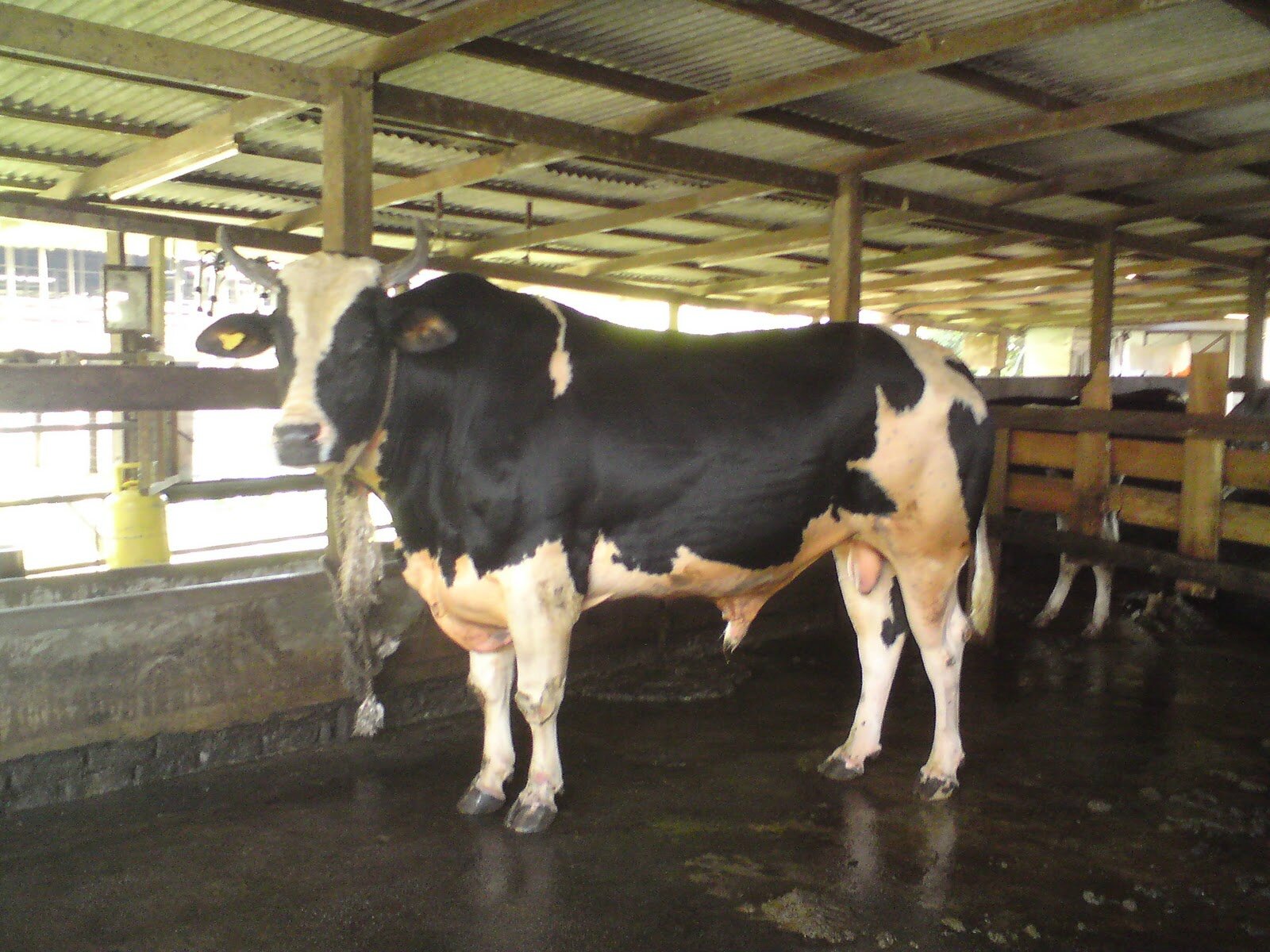 Mafriwal - les races bovines du mondes