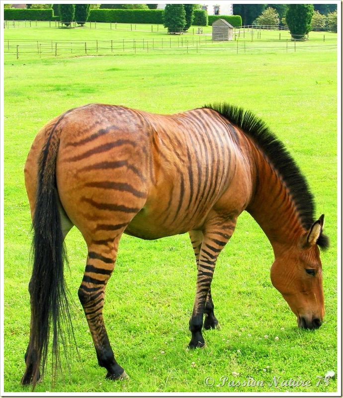 Une chimère dans les Yvelines - Passion Nature 78